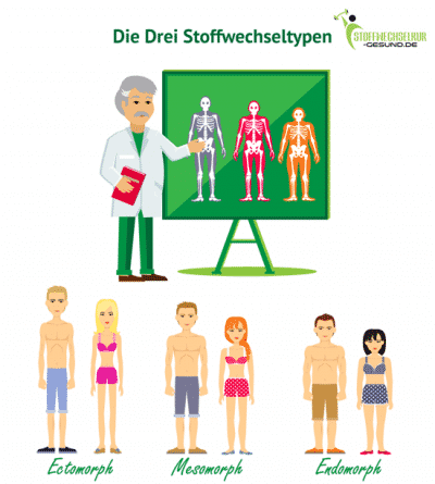 3 Stoffwechseltypen - Ektomorph, Mesomorph und Endomorph